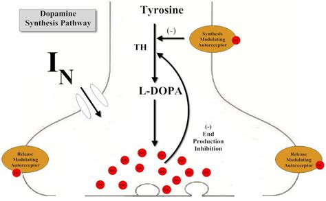 9 Diagram Of The Synthesis Pathway For Da Our Model Assumes That The