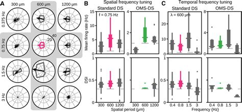 Direction Selectivity Of Standard DS And OMS DS Cells Persists Over A Download Scientific