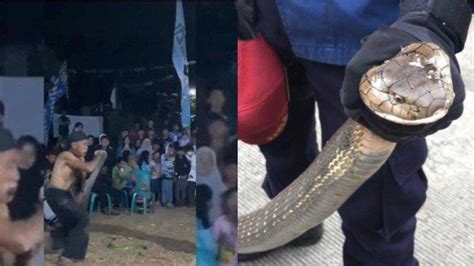 KRONOLOGI Rosandi, Pawang Ular Tewas Digigit Kobra di Sumedang, Atraksi HUT RI Berubah Mencekam ...