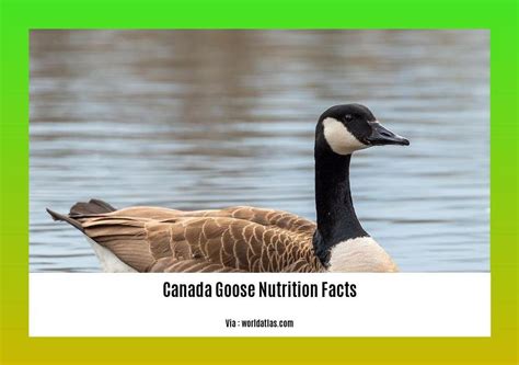 Understanding Canada Goose Nutrition Facts Insights From A Wildlife