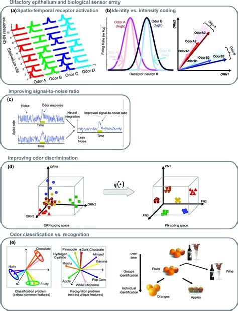 Mimicking Biological Design And Computing Principles In Artificial Olfaction Pmc