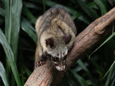 Asian Palm Civet Wallpapers 21 Images Wallpapercat