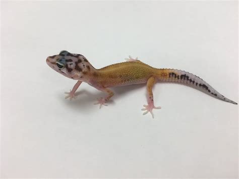 Eclipse Leopard Gecko Traits Morphpedia