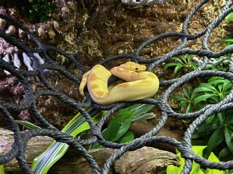 36 Ball Python Enclosure Ideas For Any Budget
