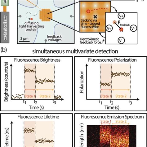 Abel Trap Cell Working Principles And Fluorescence Observables A A