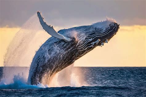 Whales WorldAtlas