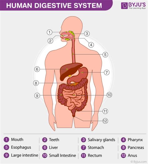 Important Science Diagrams From All Chapters For CBSE Class 9