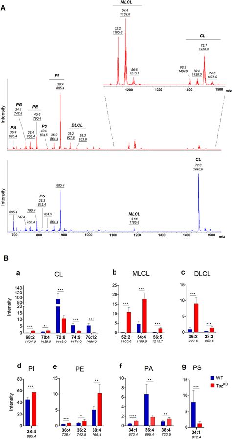 Negative Ion Mode Maldi Tofms Lipid Profiles Of Tazkd Red And Wt Download Scientific Diagram