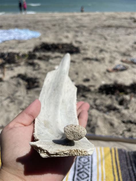 Beach Fossil I Found This On Jensen Beach In Florida After Hurricane Ian I Think Its A Bone