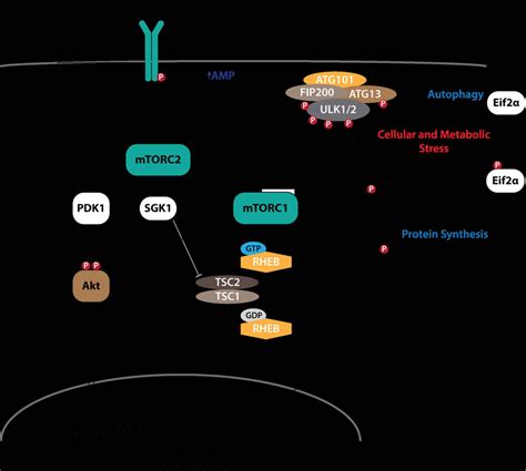 Signaling Pathways Downstream Of Insulin Igf 1 Receptor Activation And