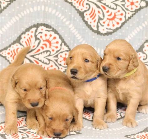 Golden Retriever Puppies For Adoption