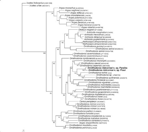 maximum parsimony mp phylogenetic tree based on partial 16s rdna
