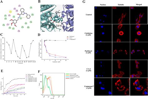 Compound 7 Binds To The Colchicine Binding Site Of Tubulin And Inhibits Download Scientific