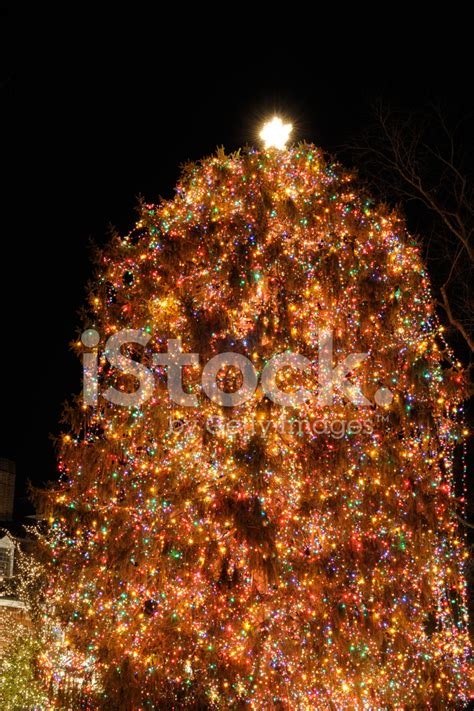 크리스마스 트리 스톡 사진 Freeimages
