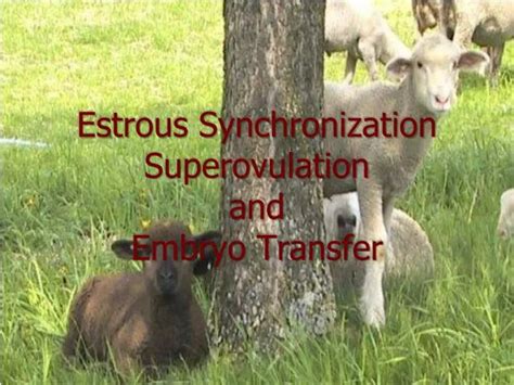 Ppt Estrous Synchronization Superovulation And Embryo Transfer