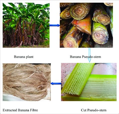 Extraction Process Of Banana Fibre Download Scientific Diagram
