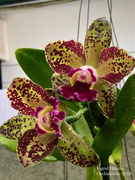 Buy Rhyncholaeliocattleya Yuan Dung Python Orchids Online