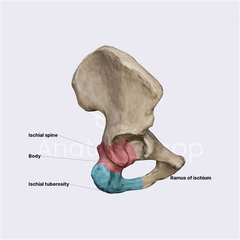 Ischium Skeleton Of The Lower Limb Lower Extremity Anatomyapp