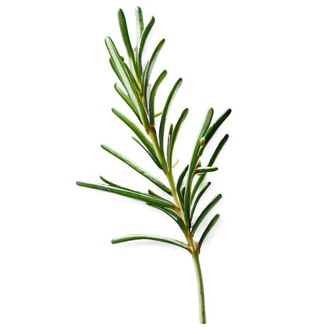 Download Rosemary Leaves Closeup Png Npf38