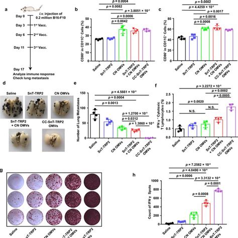 Pdf Bioengineered Bacteria Derived Outer Membrane Vesicles As A