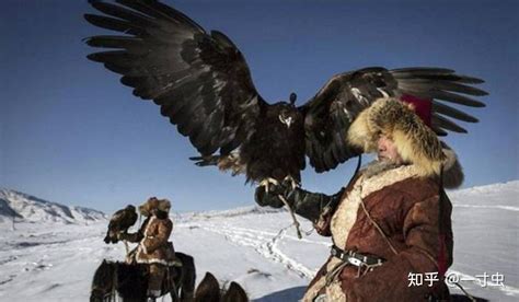 号称猛禽之王的金雕，有啥特别之处？空中击杀天鹅，地面捕食野狼 知乎