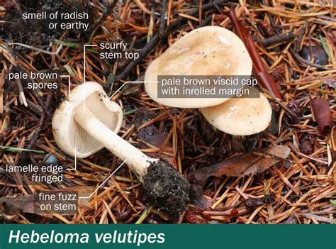 Are Scleroderma Mushrooms Poisonous To Dogs