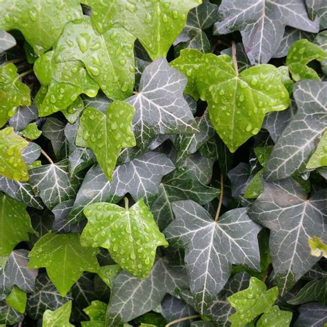Acomprehensive Collection Of 15 Ivy Plant Varieties