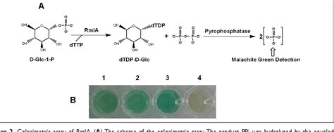 Figure 2 From Development Of A Colorimetric Assay And Kinetic Analysis For Mycobacterium