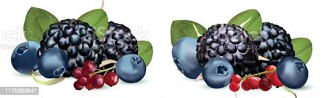 3d 현실적인 블랙 베리 붉은 건포도 베리와 블루 베리흰색 배경에 고립 신선한 여름 베리와 그린 리프트 세트 배너 벡터 그림입니다 0명에 대한 스톡 벡터 아트 및 기타