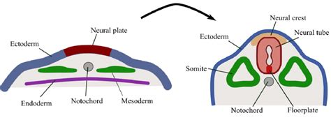 Schematic Of Neurulation Adapted Using Inkscape From Purves Et Al