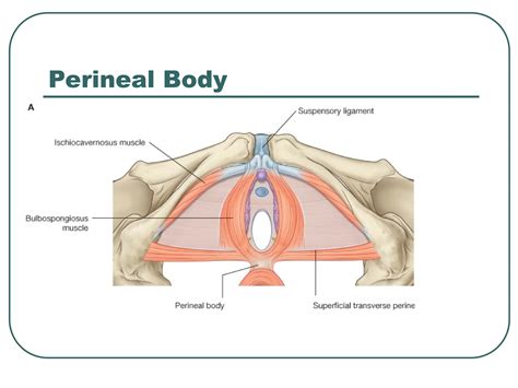 Anatomy Of The Perineum And Pelvis Ppt