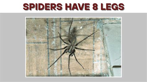 Jumping Spider Identification Chart With Pictures