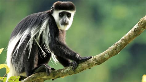 Kibale National Park Safaris Tours And Holiday Packages Discover
