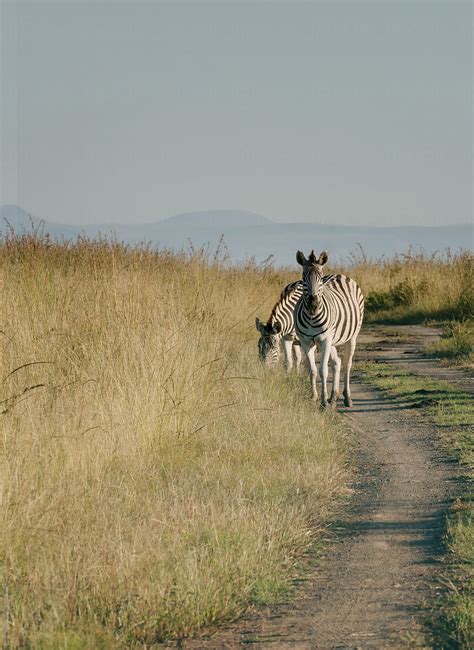 African Safari Zebra On The Road By Stocksy Contributor Gillian