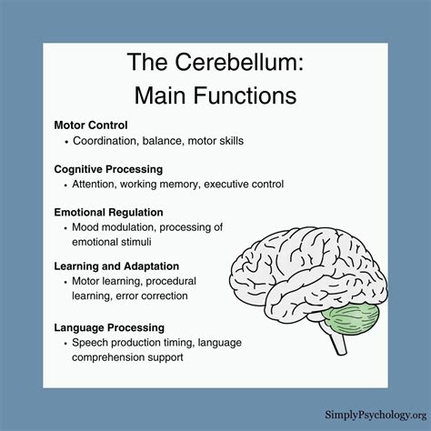 Cerebellum