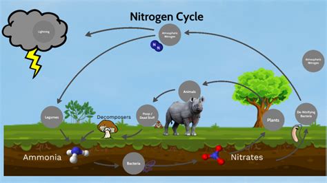 Nitrogen Cycle Animation