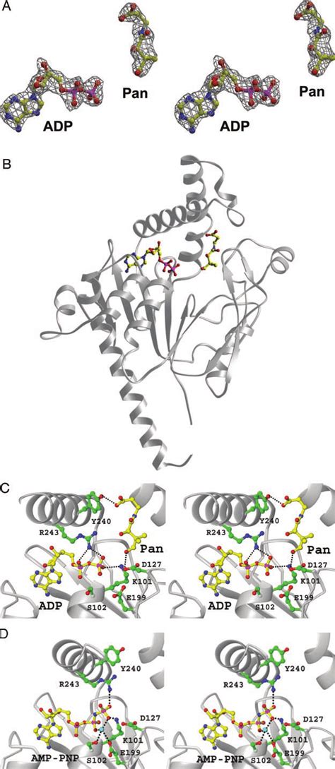 Structure Of A Monomer Of The Pankadppantothenate Ternary Complex A Download Scientific