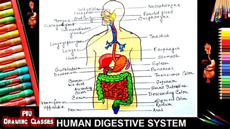Digestive System Drawing With Color Surrealist Drawing Techniques
