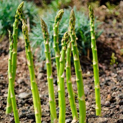 Jersey Giant Asparagus Plant