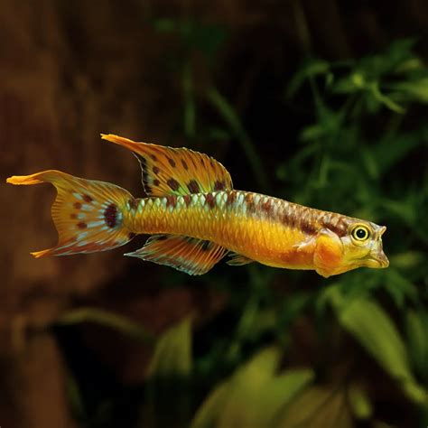 Killie Aphyosemion Bivittatum Funge Pareja Nascapers