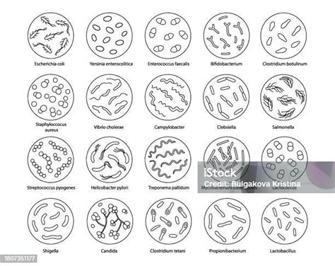 돋보기에 박테리아 세트 낙서 스타일의 벡터 일러스트 레이 션 헬리코박터 파일로리에 대한 스톡 벡터 아트 및 기타 이미지