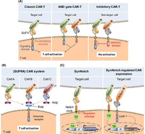 Engineering Immune Cells To Sense Specific Cell Contact A Boolean