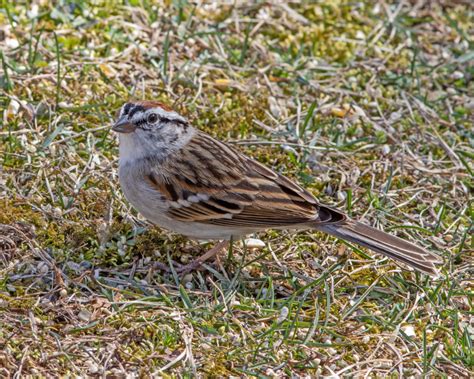 Chipping Sparrow Feederwatch