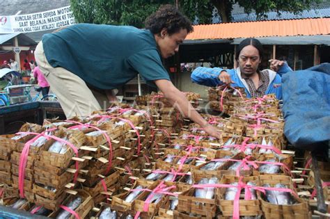 Peces De Mar Antara Foto
