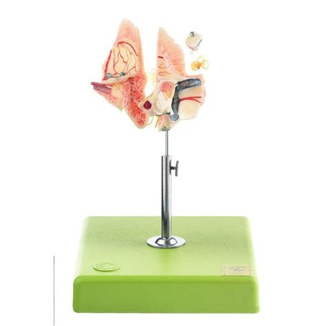 Qs 854 Artificial Temporal Bone Biomedical Models