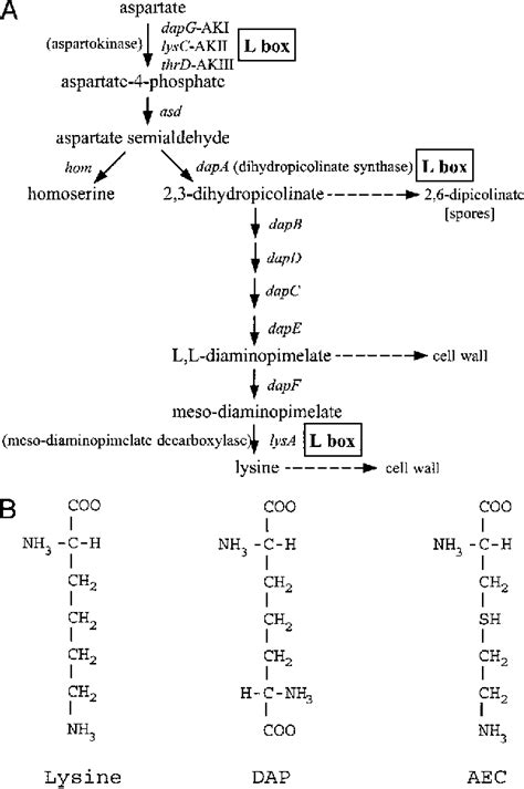 Lysine Biosynthesis Pathway Semantic Scholar