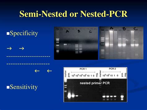 Ppt Pcr Optimization Challenges And Successes Powerpoint