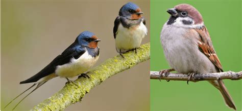 15 Common Birds That Are Found In Japan 2025 Bird Watching Hq