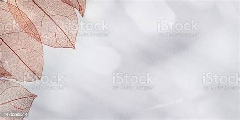 아름다운 붉은 잎 정맥 잎 질감의 단풍 자연광이 있는 유기적인 디자인 배경은 회색 표면 위에 그림자를 드리웁니다 미니멀 트렌드 식물 풍경 자연의 미학 11월에 대한 스톡