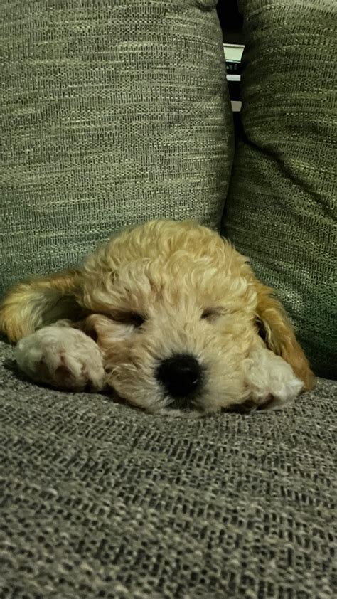 Ruby Express The Doodle Co Op